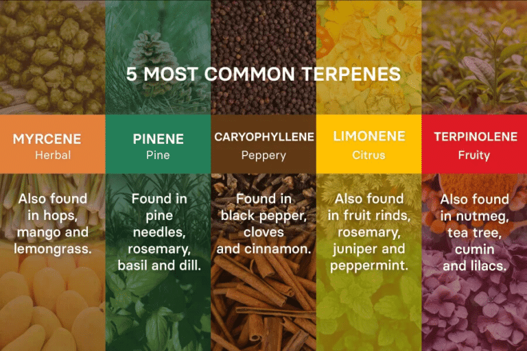 What Are Terpenes? Understanding Types, Benefits, and Common Uses