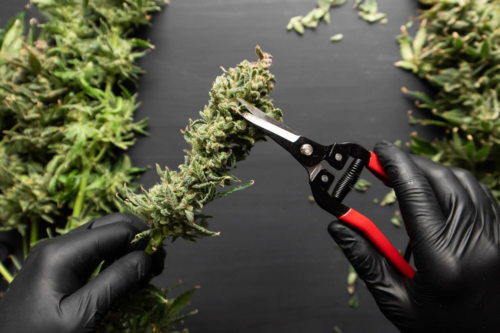 12 Steps to Harvesting Cannabis: Know When and How to Harvest Efficiently