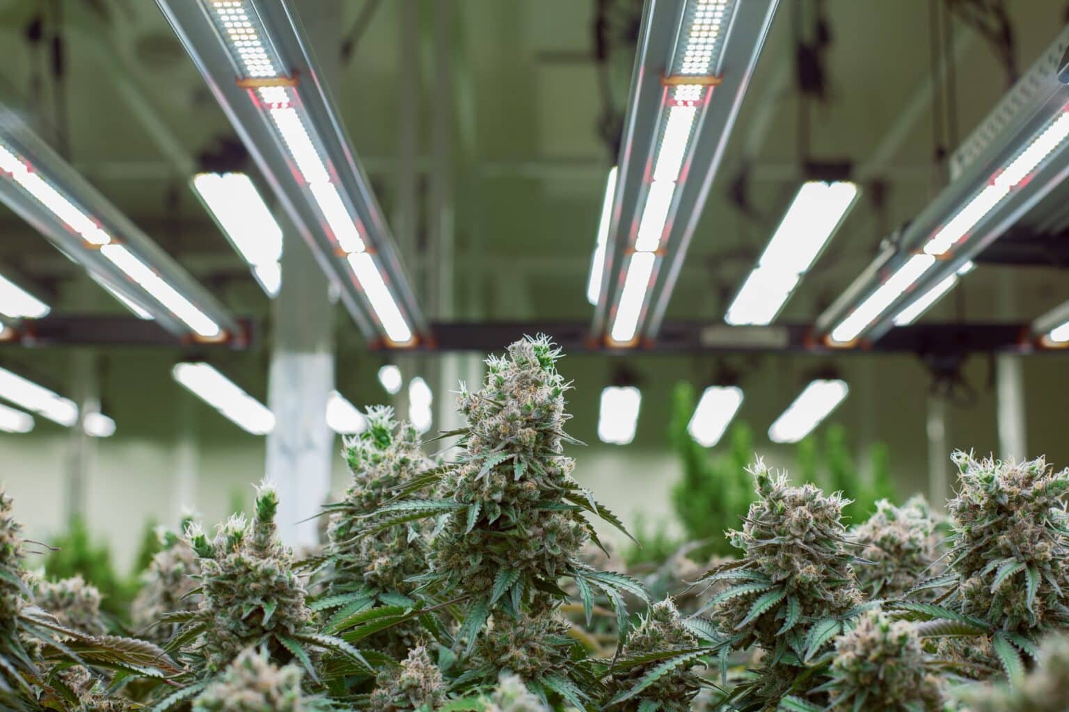 Cannabis Solvent Recovery & Decarboxylation Equipment | Root Sciences