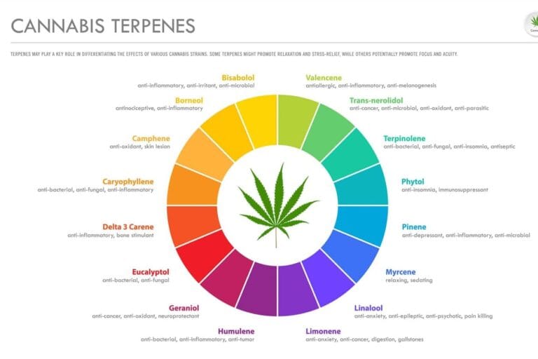 List of Cannabis Terpenes and Their Effects - Root Sciences