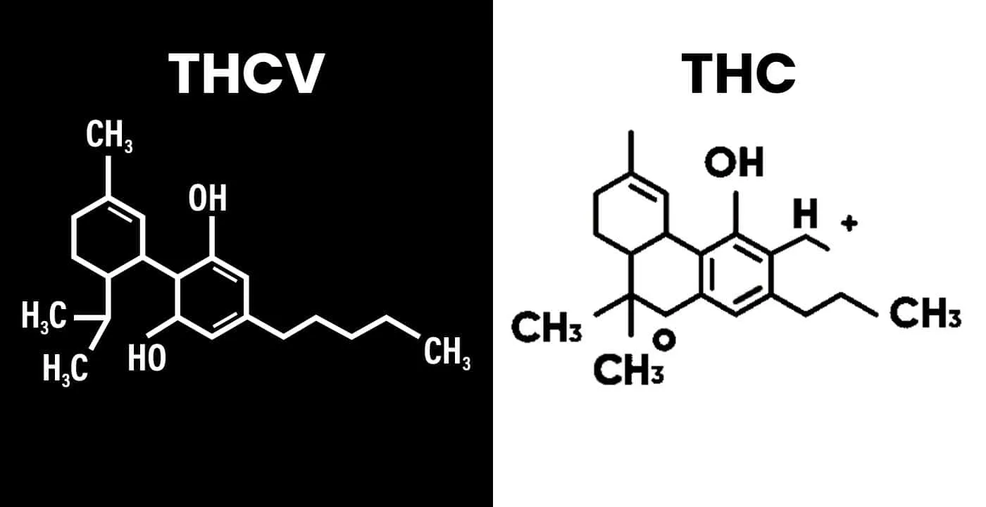 THCV Vs THC What s The Difference THCV Vs THC What s The Difference